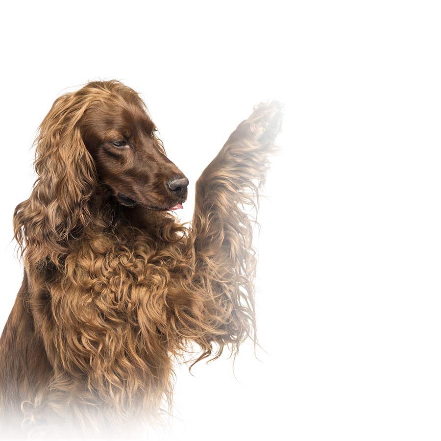 Does The Boykin Spaniel Have Canine Parvovirus